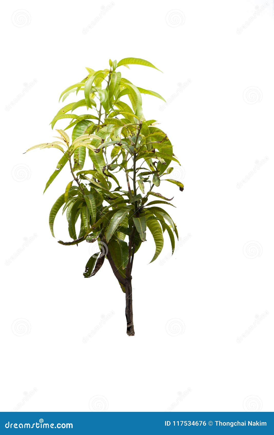 Isolated of Small Mango Tree Stock Photo - Image of foliage, natural ...
