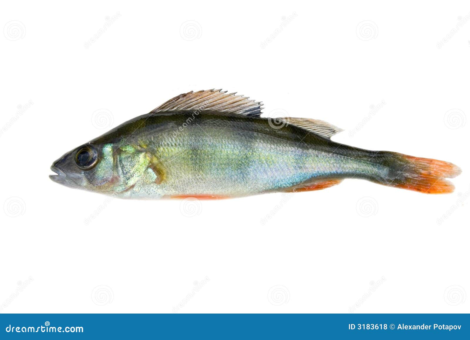 Isolated small perch stock photo. Image of fishing, nature - 3183618