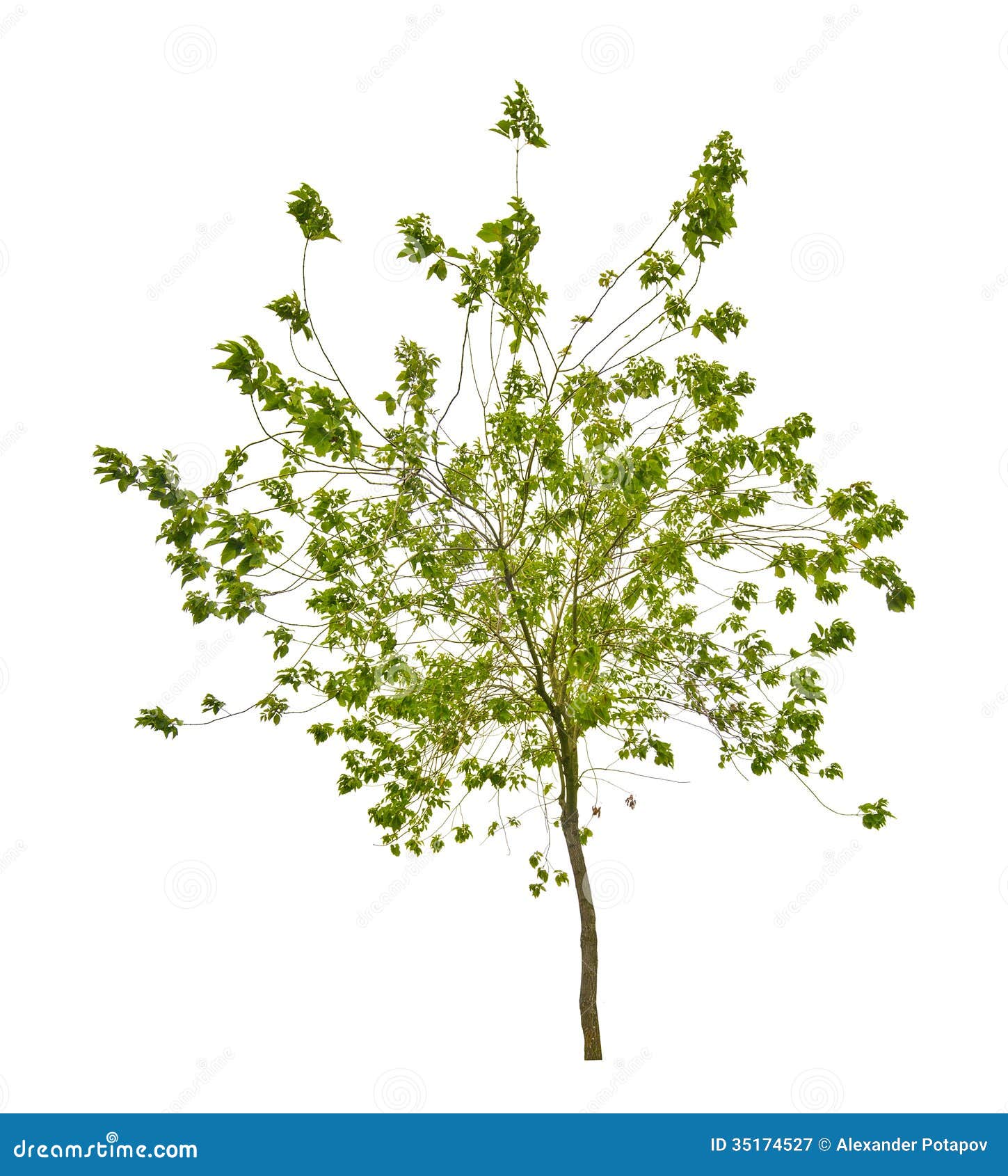 Isolated Small Tree with Green Leaves Stock Image - Image of white ...