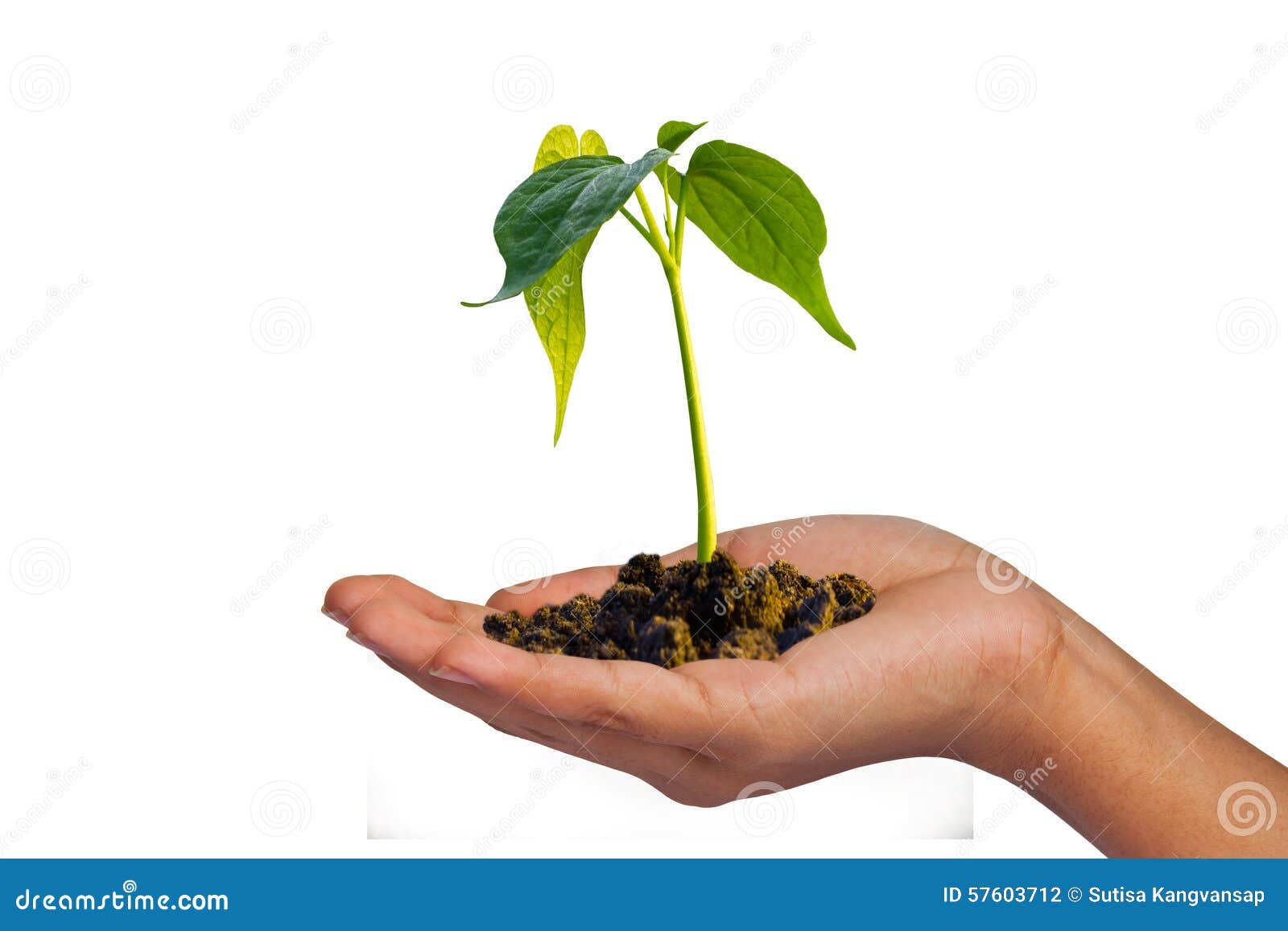 Isolated Small Tree on Hand Stock Photo - Image of care, plant: 57603712