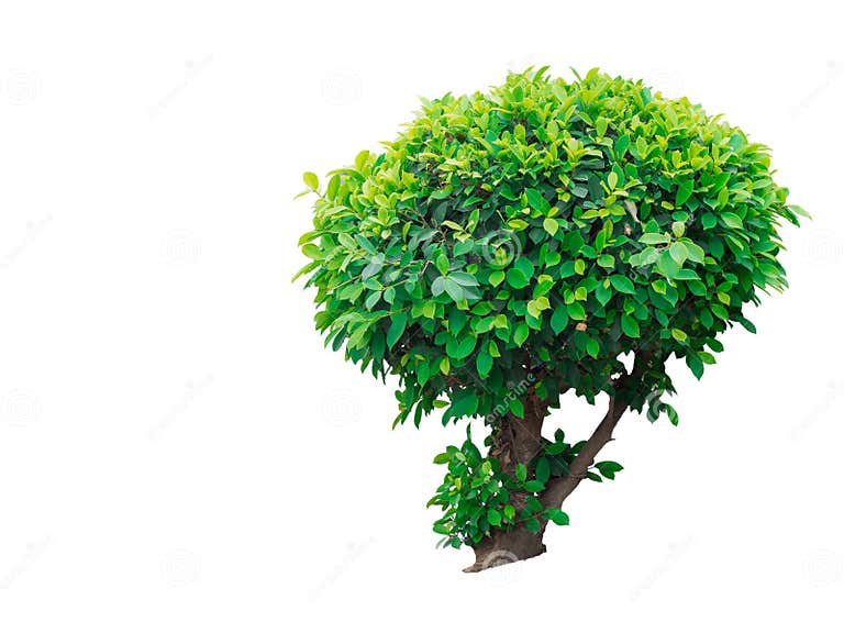 Isolated small tree stock image. Image of forest, light - 123137751