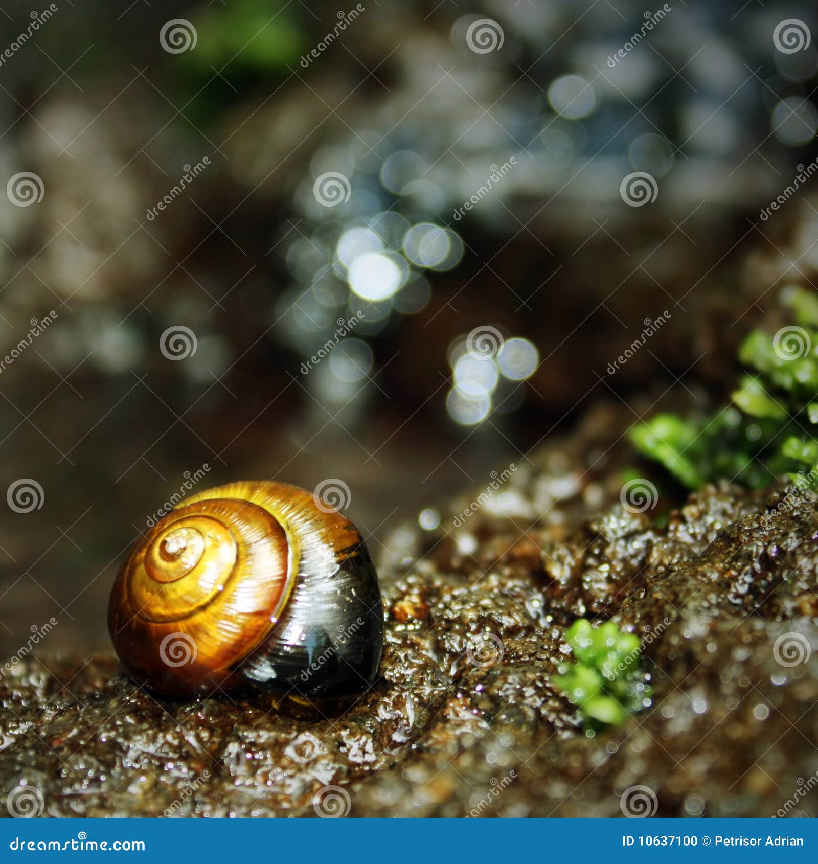 Isolated snail near water stock photo. Image of nature - 10637100