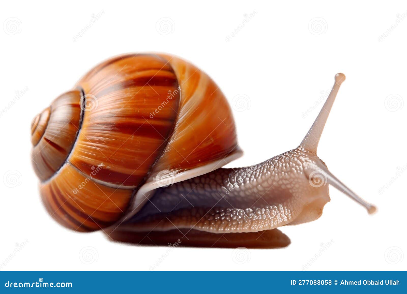 Isolated Snail on Transparent Background, Generative Ai Stock Photo ...