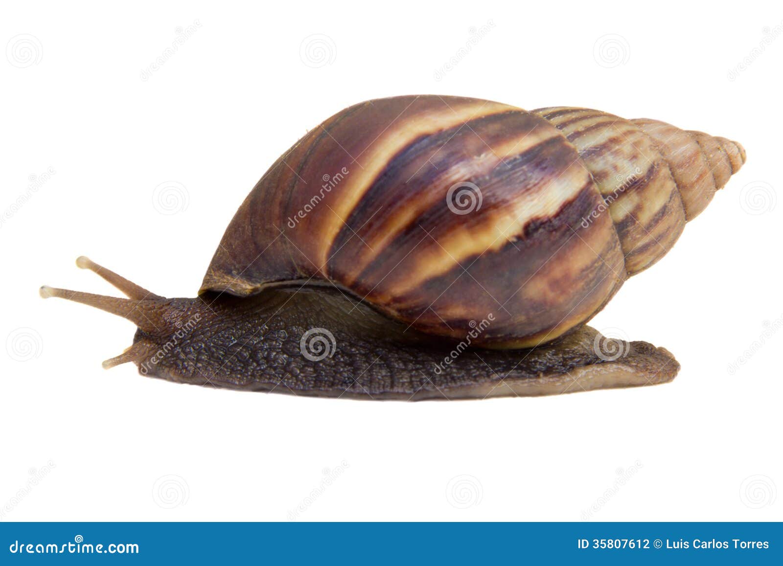 ISolated Snail On White Background Stock Photography - Image: 35807612
