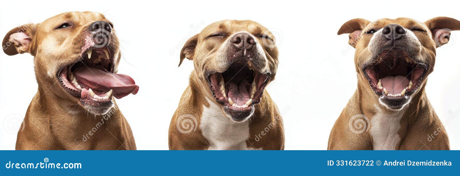 Isolated Snarling Pitbulls On A Transparent Background. Stock ...