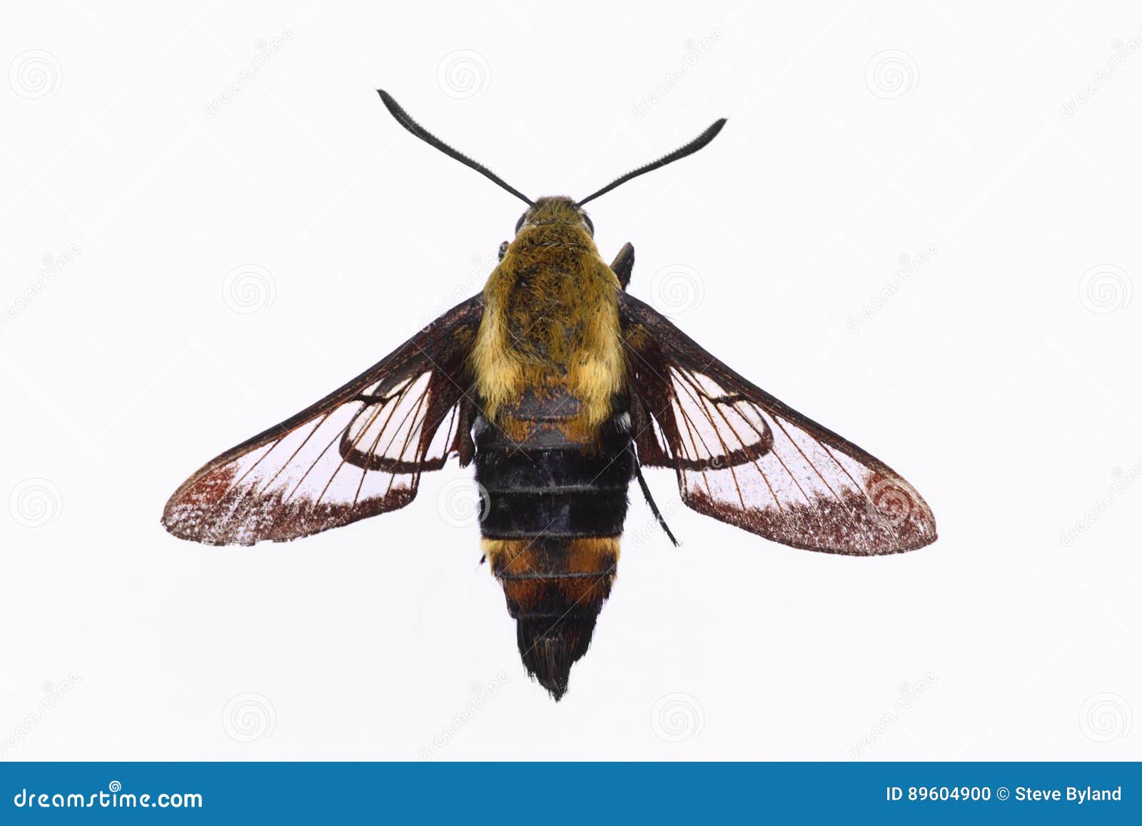 Clearwing Moth White Background Stock Photos - Free & Royalty-Free ...