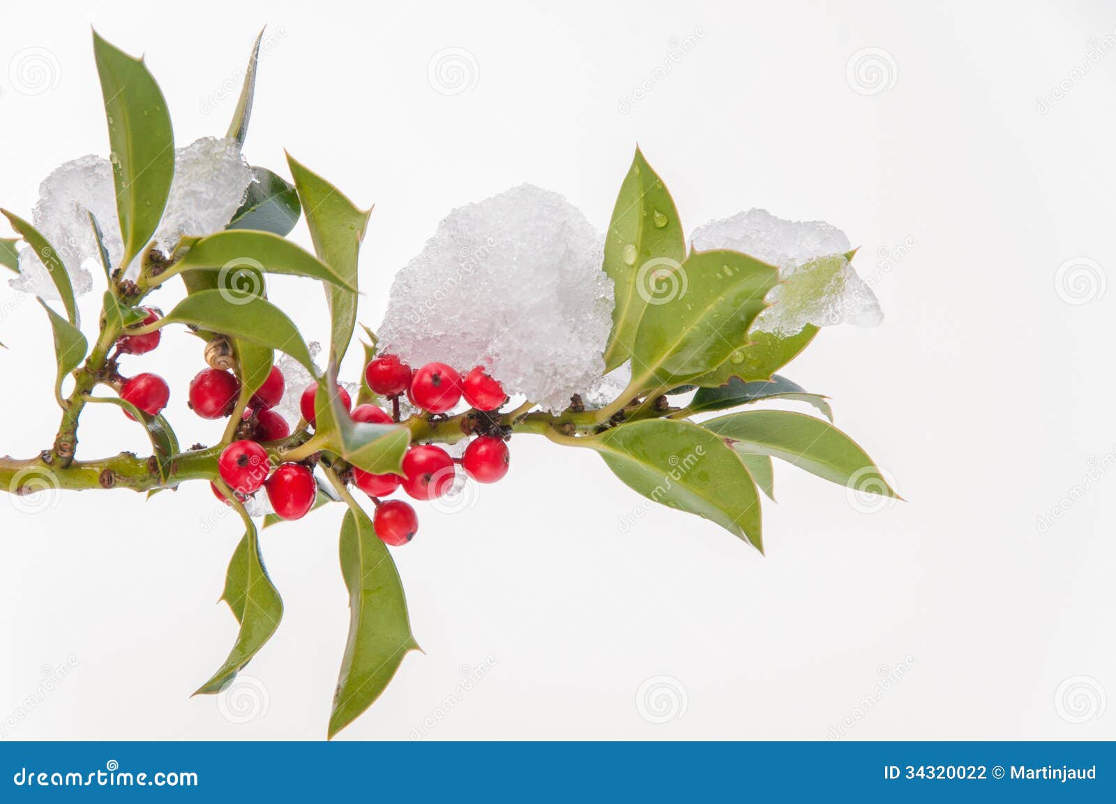 Isolated Snowcovered Holly Twig with Berries Stock Photo - Image of ...