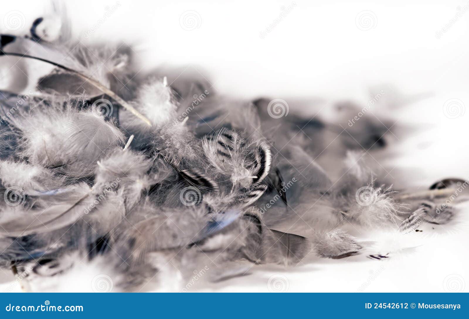 Isolated soft feathers stock photo. Image of tender, nature - 24542612