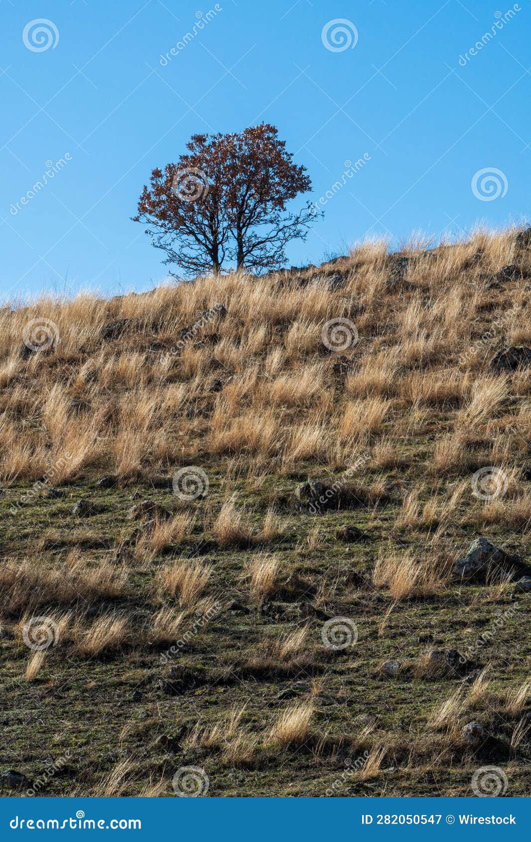 Isolated Solitary Tree Standing Atop a Hill, Presenting a Clear and Unobstructed View Stock ...