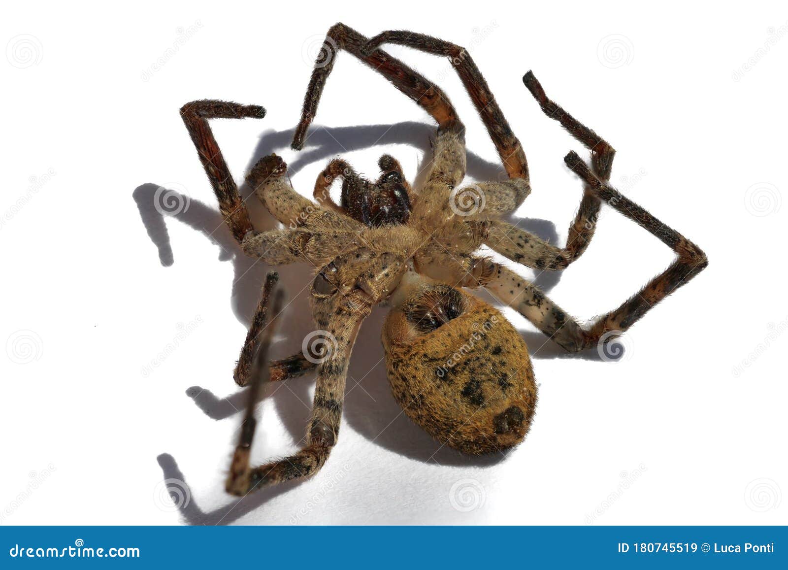 SPider on white background stock image. Image of ragno - 180745519