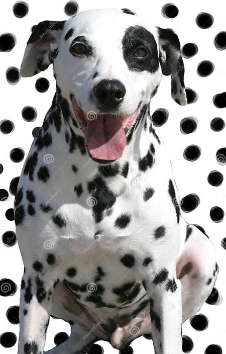 Isolated Spotted Dog on Spotted Background Stock Image - Image of ...