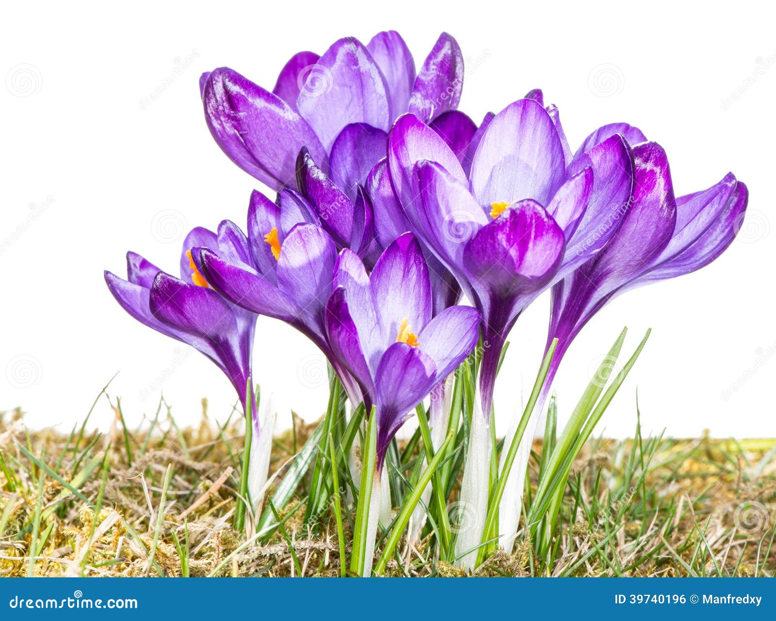 Isolated Spring Flowers stock photo. Image of spring - 39740196