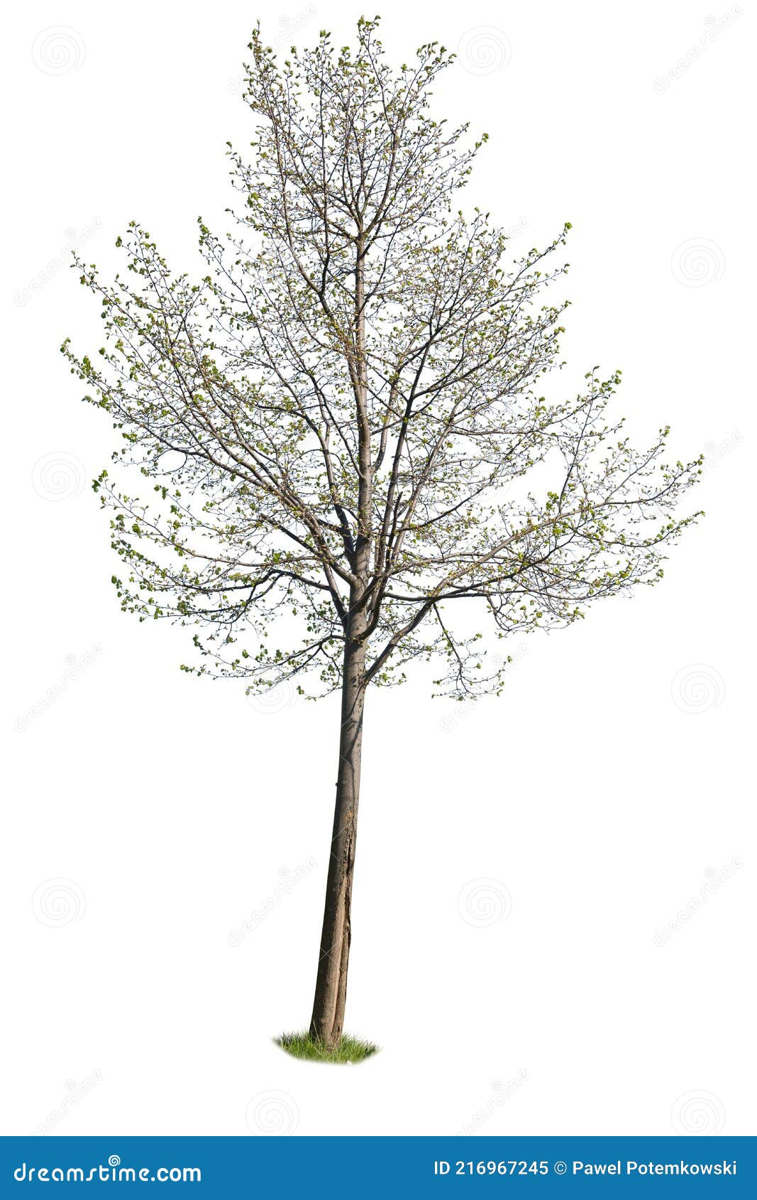 Isolated Spring Tree, Green Leaved Tree, Cutout Plant Stock Image ...