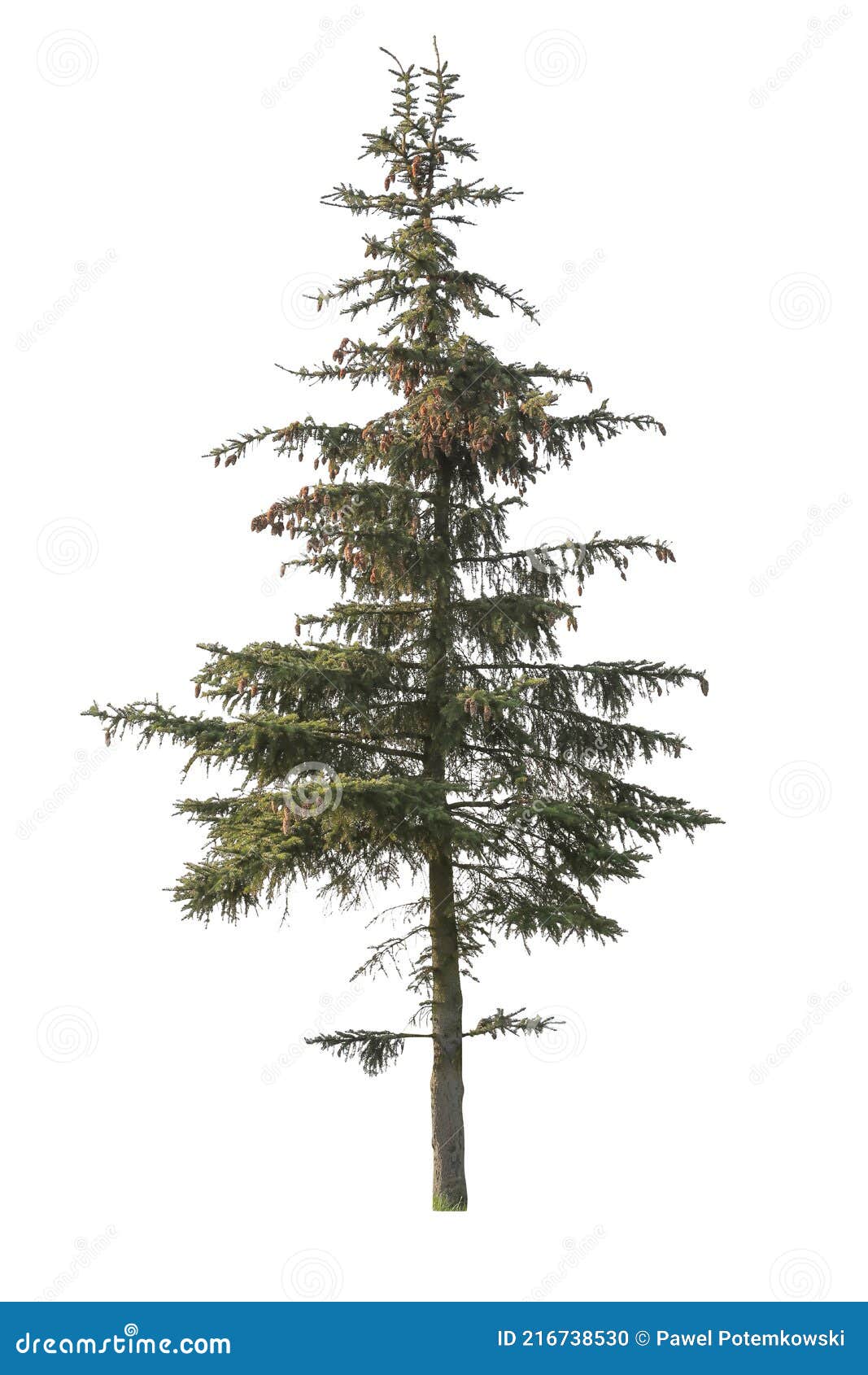 Isolated Spruce Tree on White Background Stock Photo - Image of ...