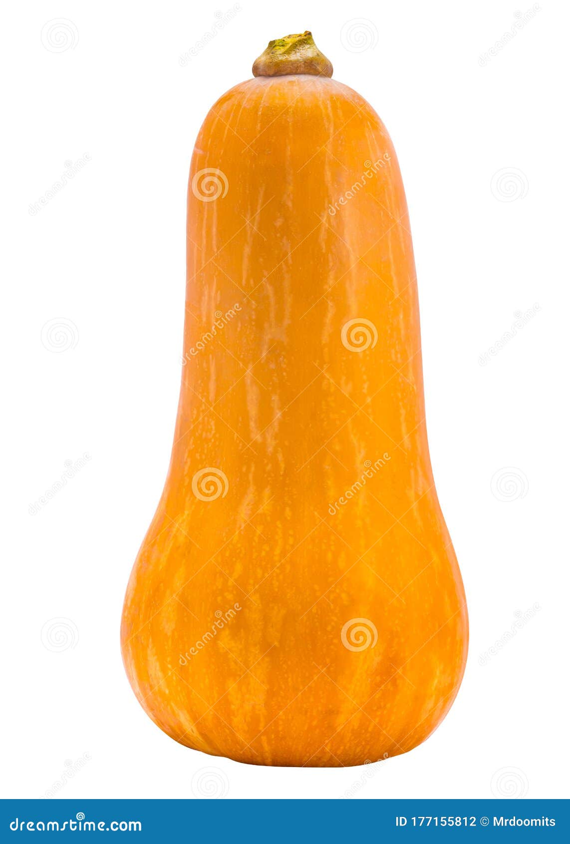 Isolated Squash on a White Background Stock Photo - Image of food ...