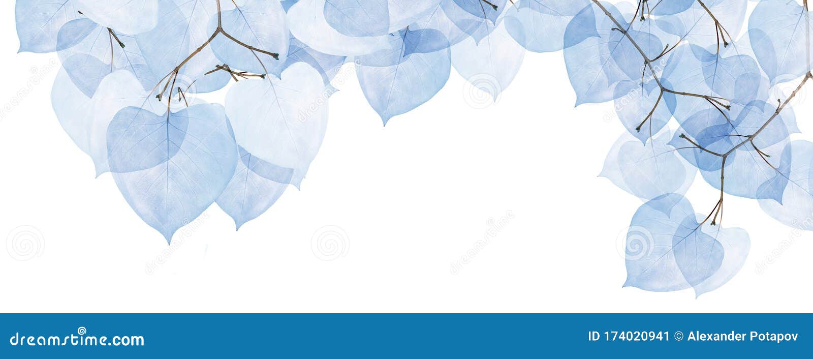 Isolated Stripe from Tree Branches with Blue Leaves Stock Image - Image ...