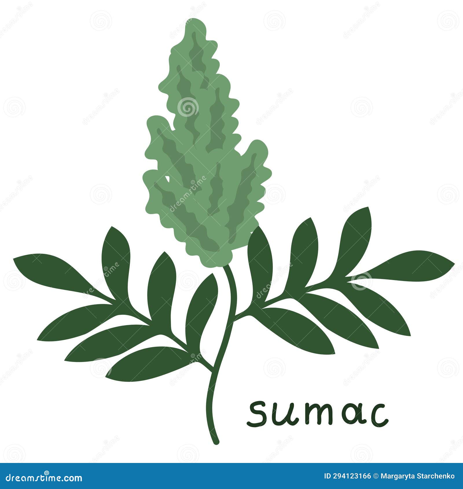 Isolated sumac flower stock vector. Illustration of sumac - 294123166