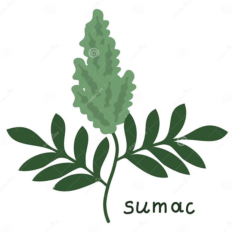 Isolated sumac flower stock vector. Illustration of sumac - 294123166