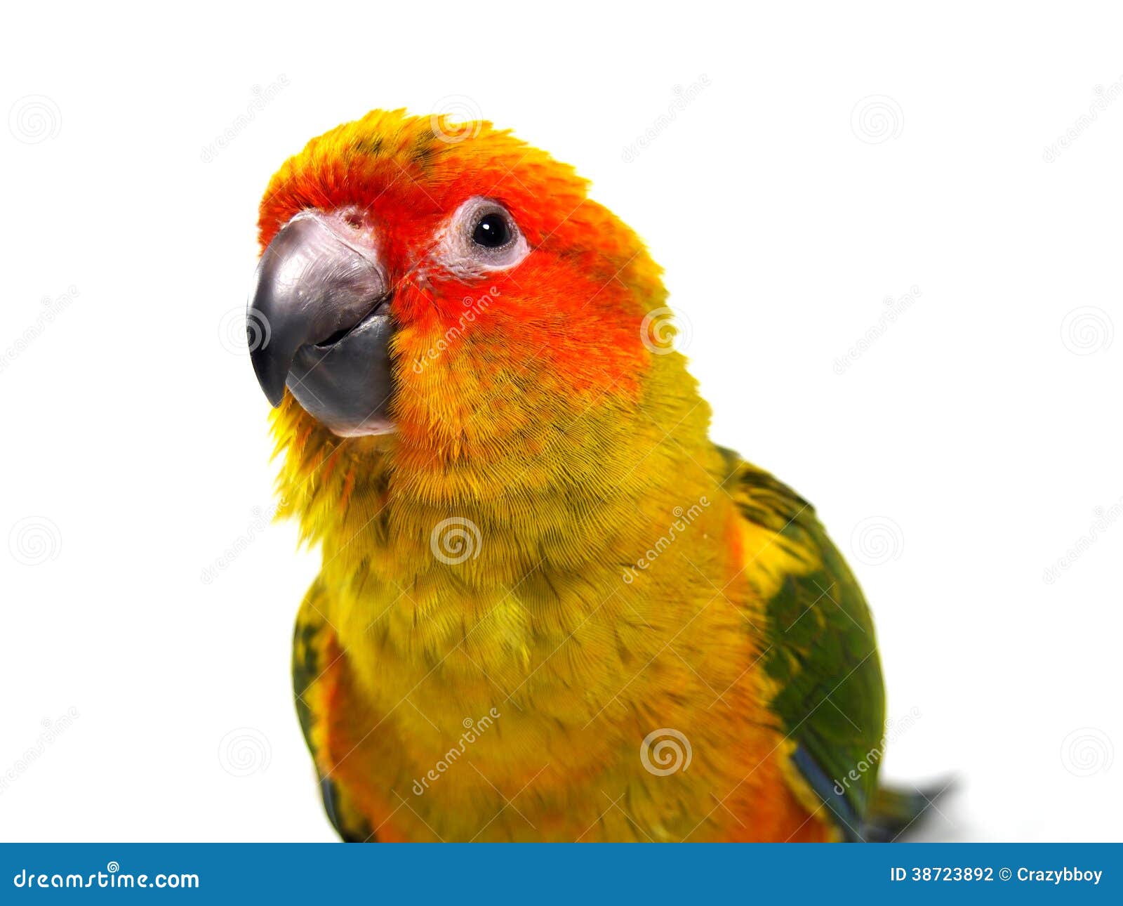 Isolated sun conure bird stock photo. Image of green - 38723892
