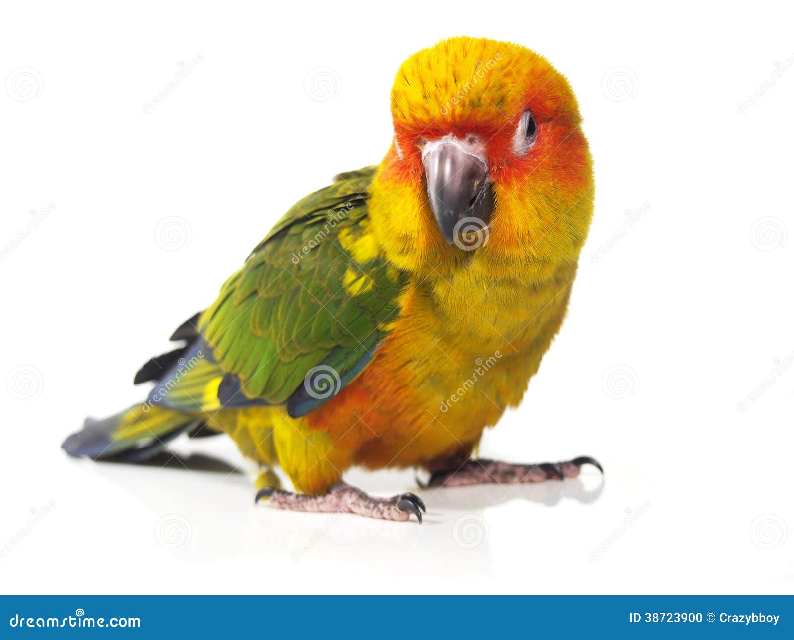 Isolated sun conure bird stock photo. Image of pretty - 38723900