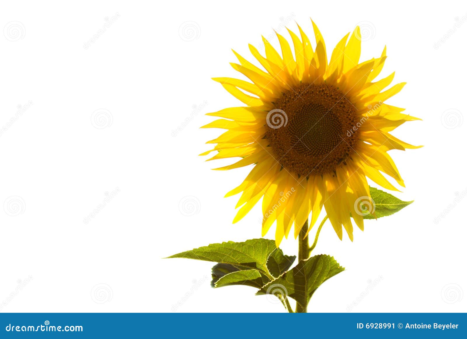 Isolated sunflower stock image. Image of nature, field - 6928991