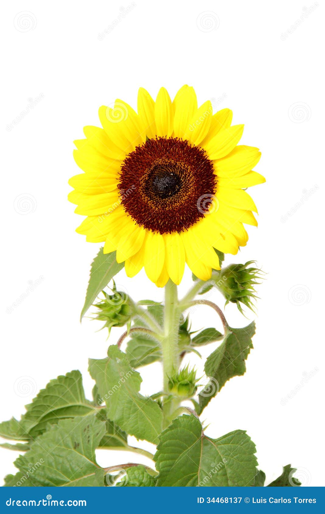 Isolated Sunflower Front View Stock Image - Image of plant, pistil ...