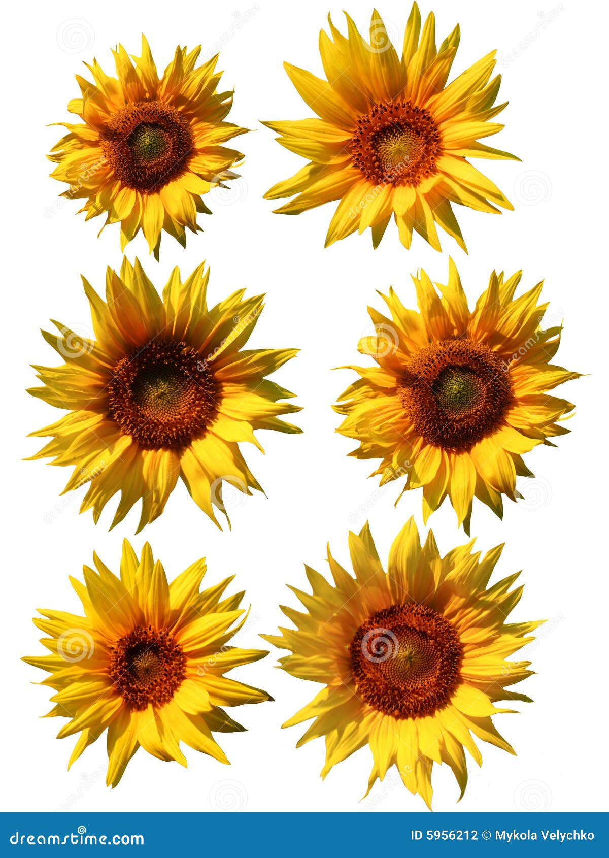 Isolated sunflowers stock photo. Image of flower, summer - 5956212