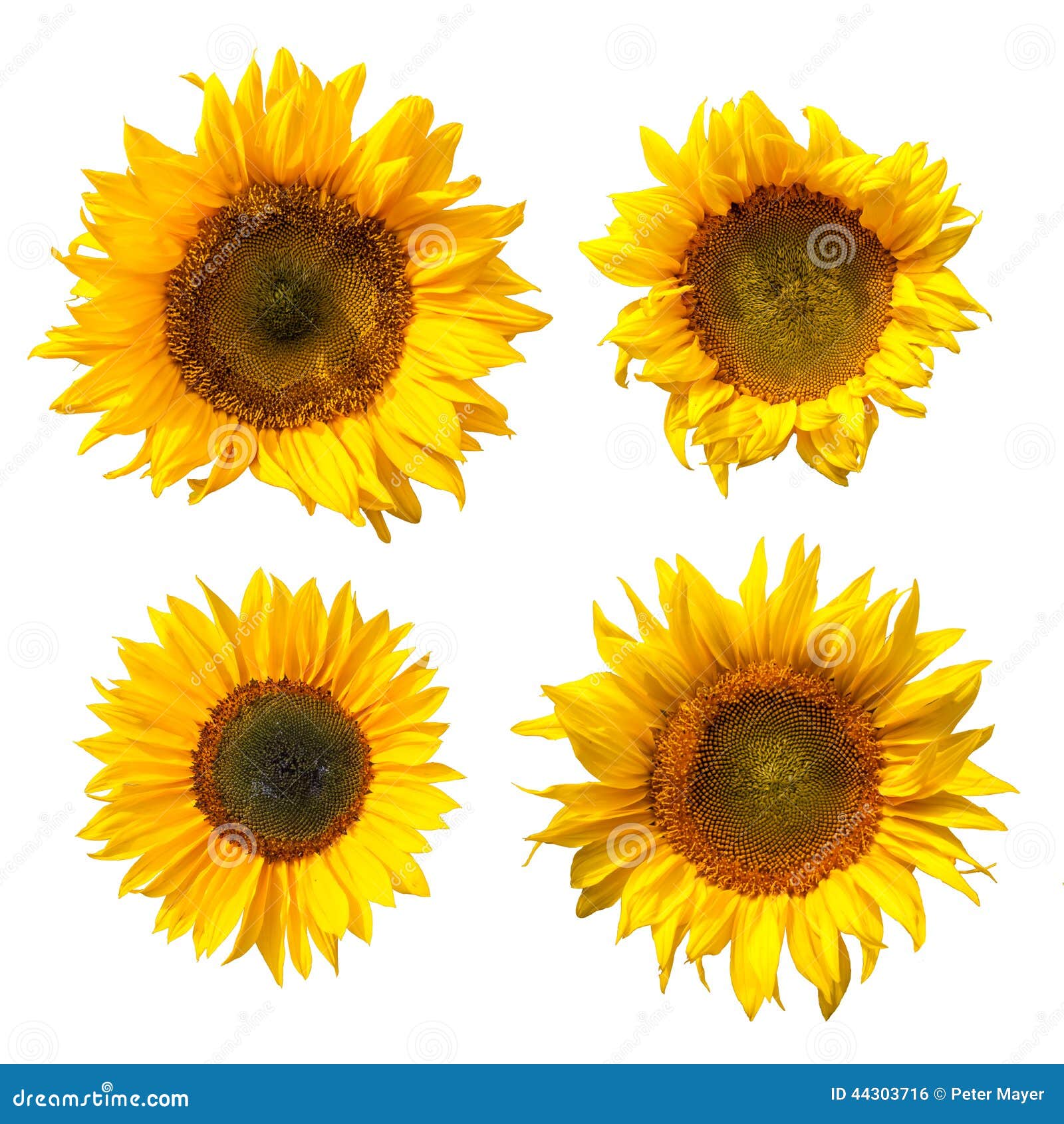 Isolated Sunflowers stock photo. Image of flowering, head - 44303716