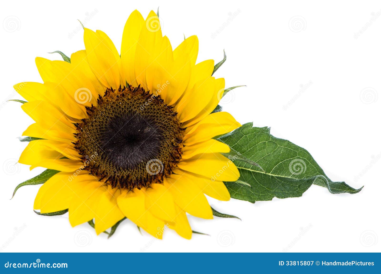 Isolated Sunflowers stock image. Image of single, spring - 33815807