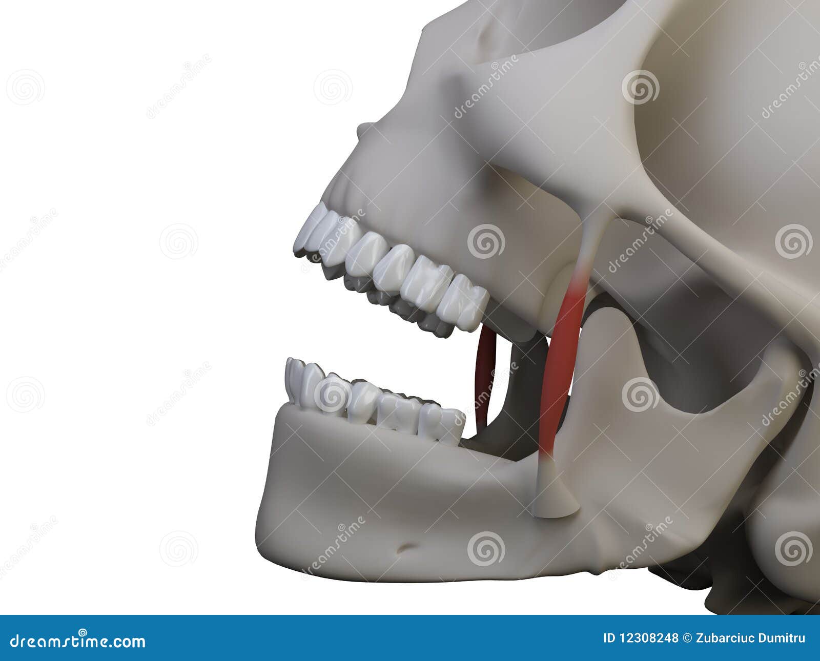 Isolated teeth stock illustration. Illustration of enamel - 12308248