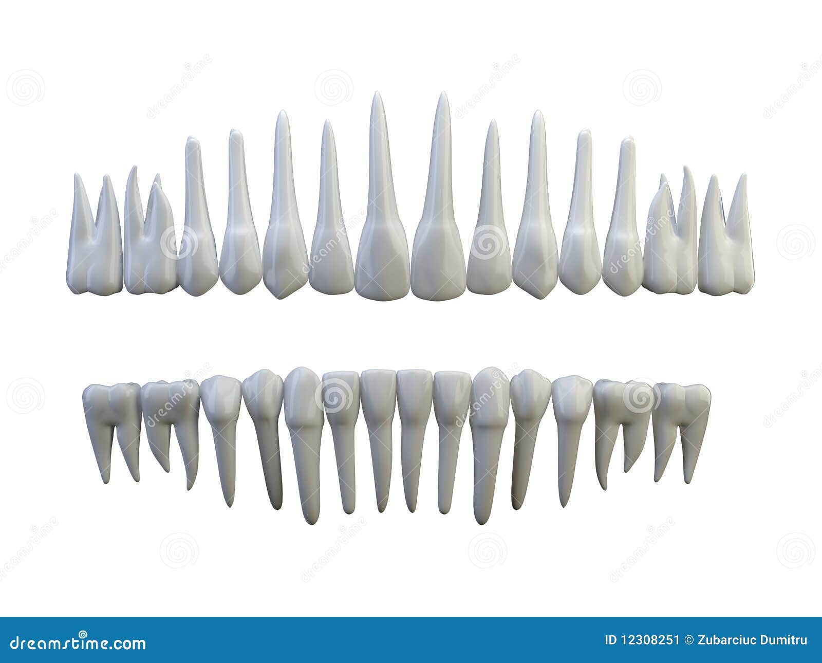 Isolated teeth stock illustration. Illustration of teeth - 12308251