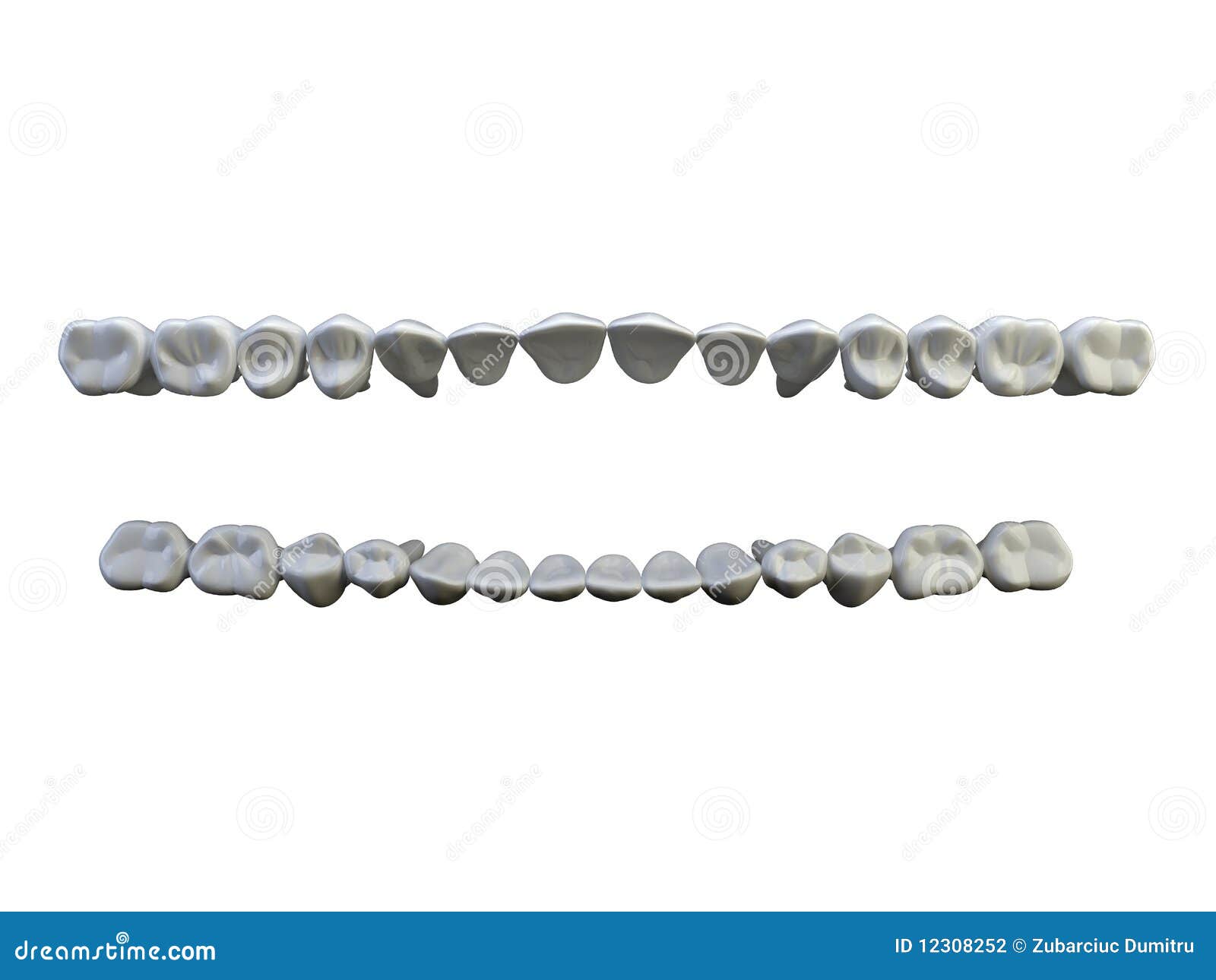 Isolated teeth stock illustration. Illustration of dentistry - 12308252