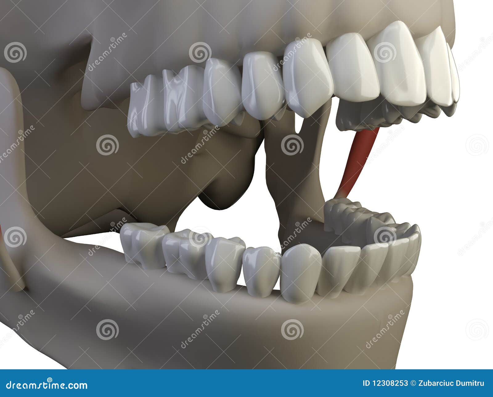 Isolated teeth stock illustration. Illustration of close - 12308253