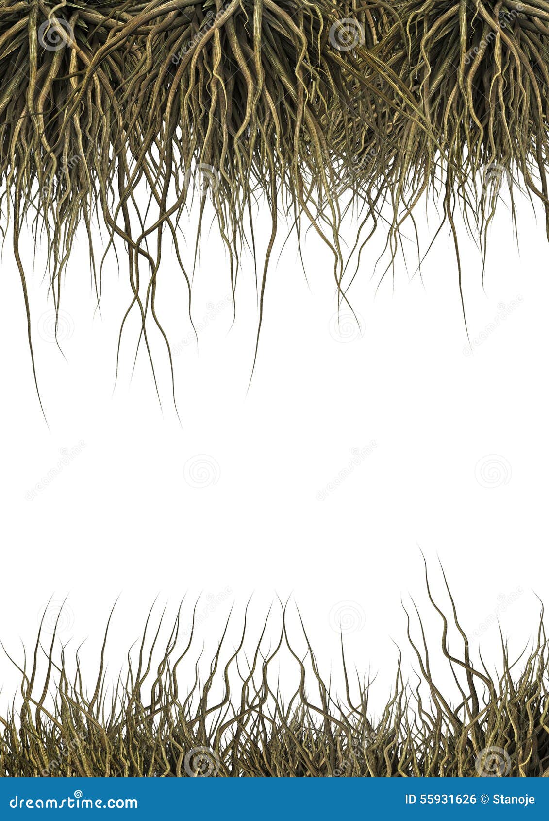 Isolated tendrils stock photo. Image of dead, natural - 55931626