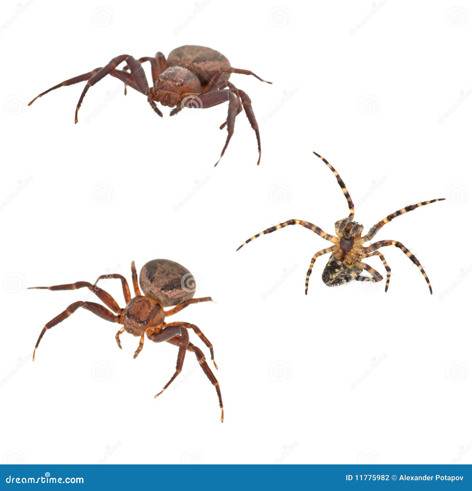 Isolated three spiders stock photo. Image of aggression - 11775982