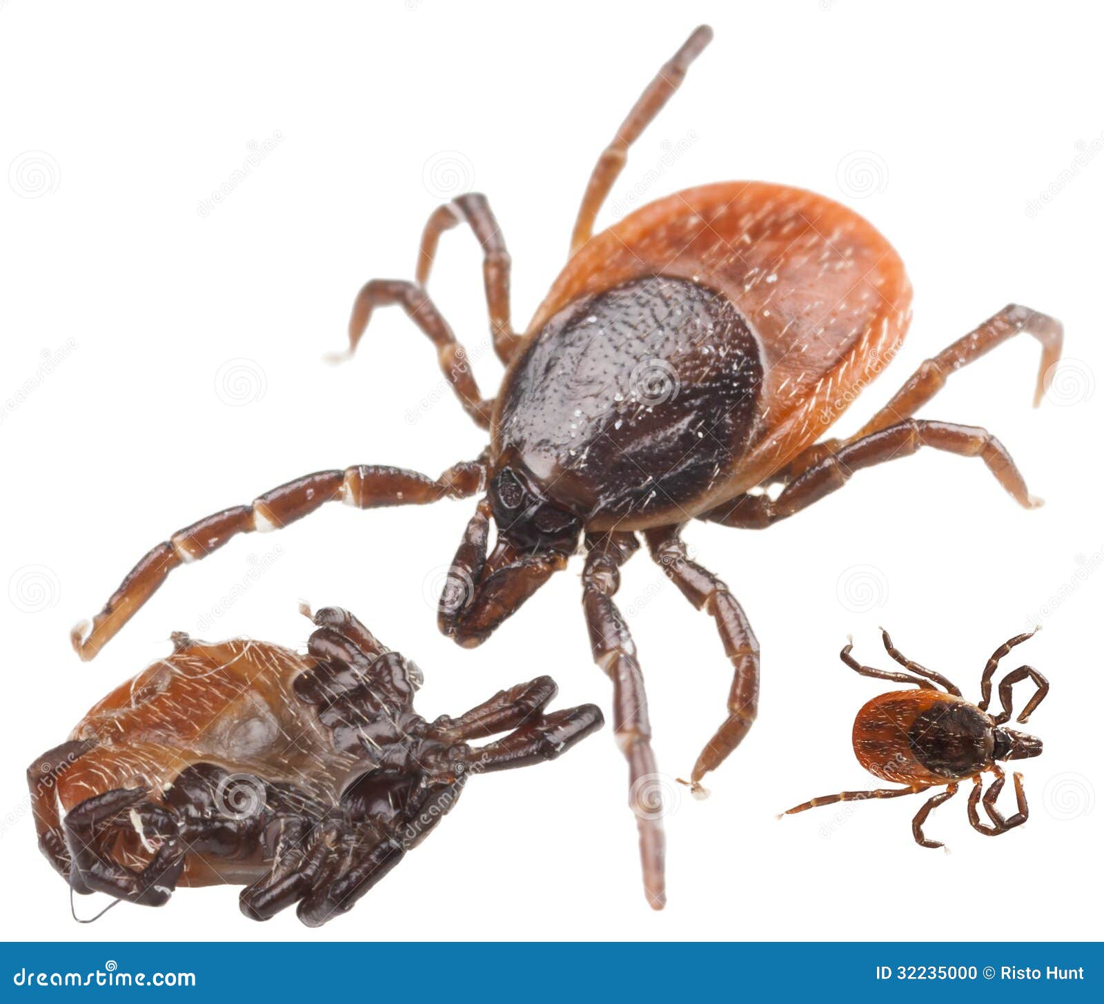 Isolated tick stock photo. Image of parasite, arachnid - 32235000