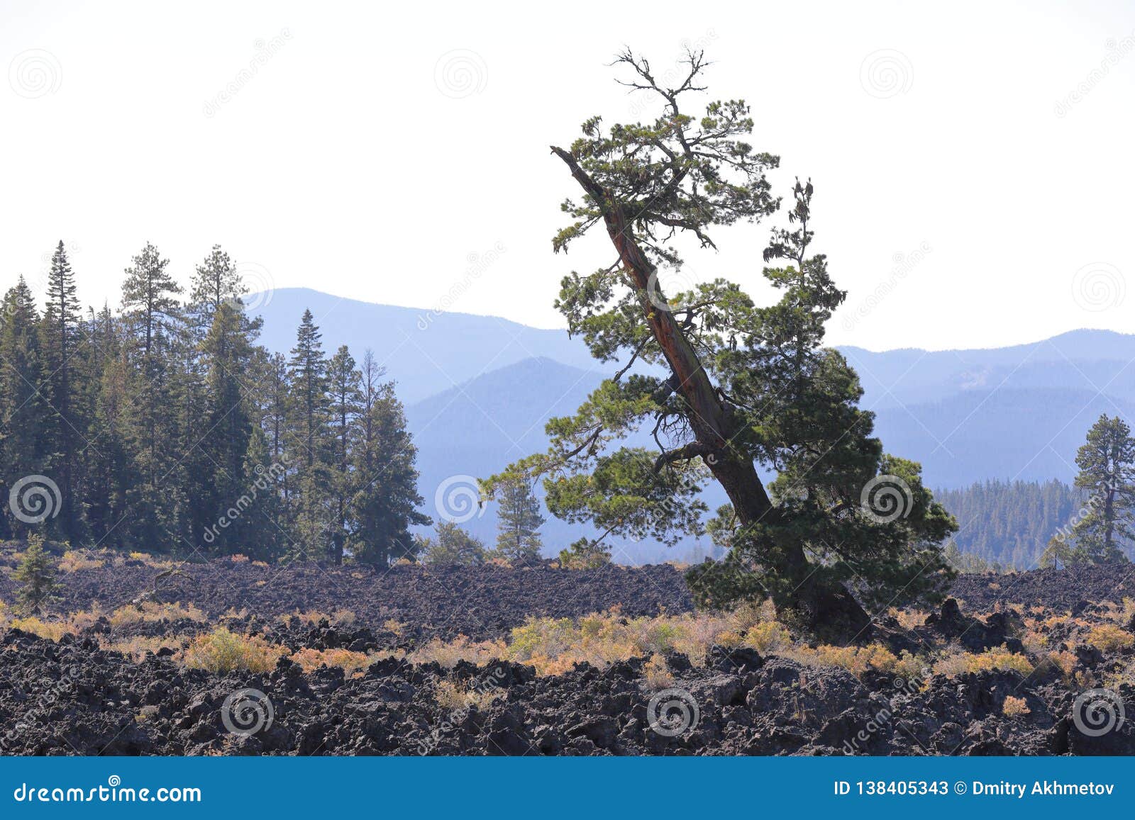 Isolated Tilted Tree on Lava Field, Lava Cast Forest, Bend, Oregon ...