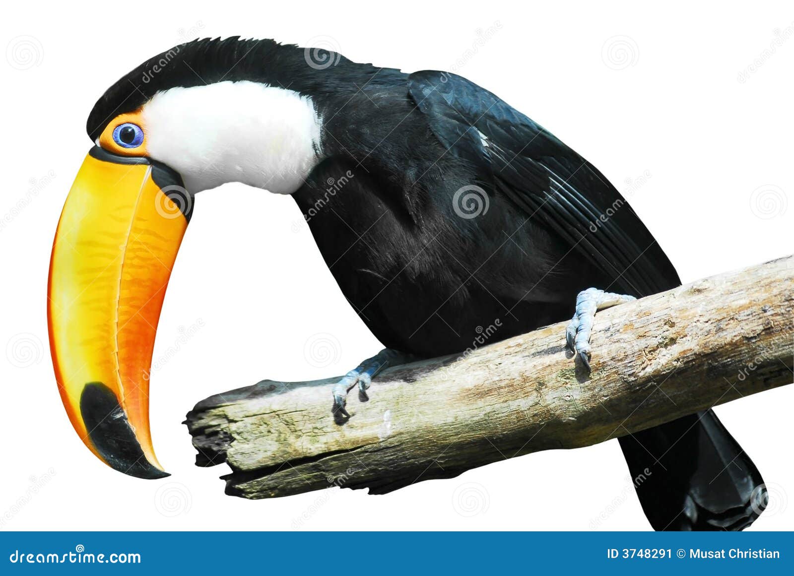 Toco Toucan Flying With Wings Outstretched In Flight With Forest ...