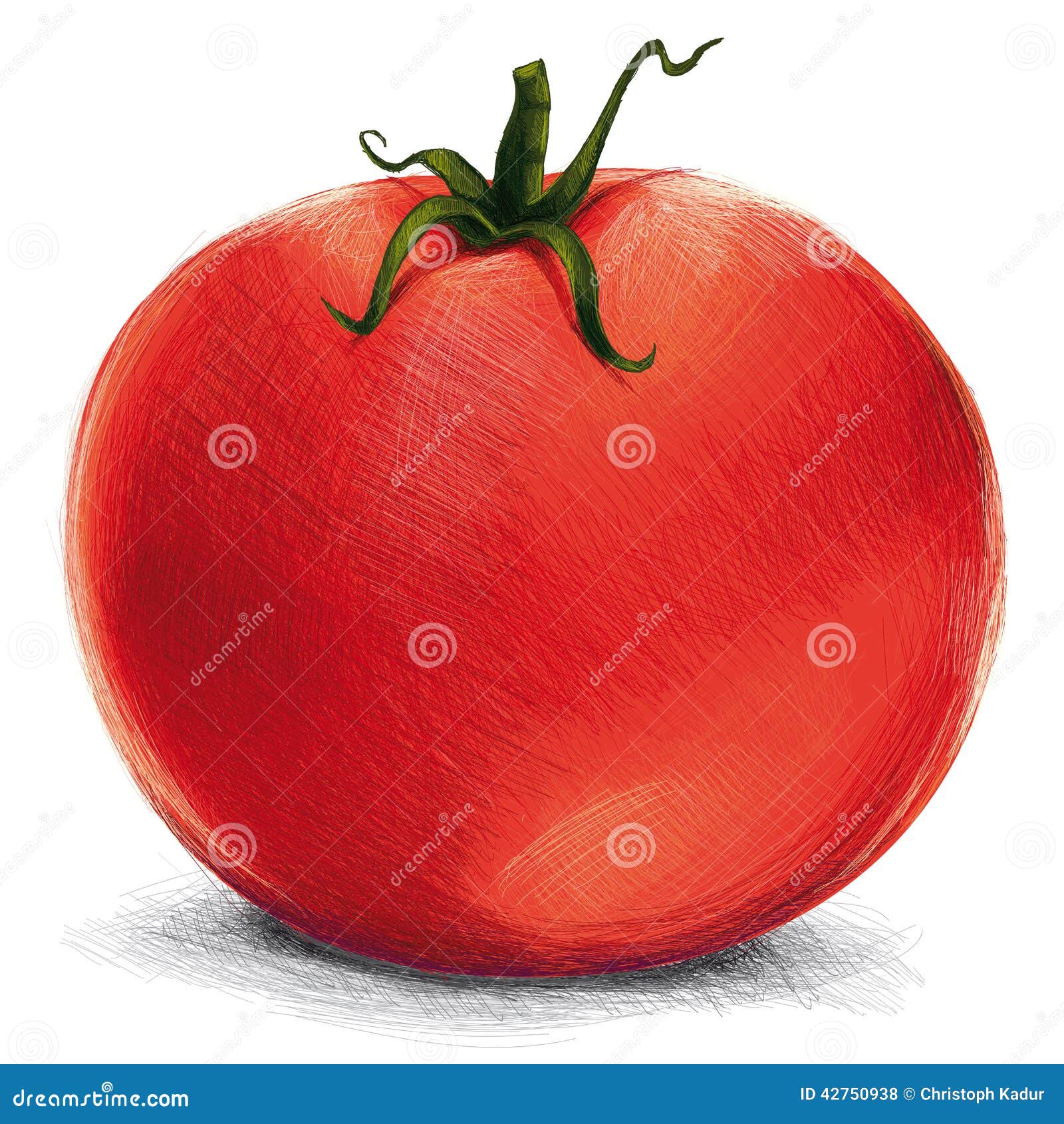 Isolated Tomato stock illustration. Illustration of vitman - 42750938