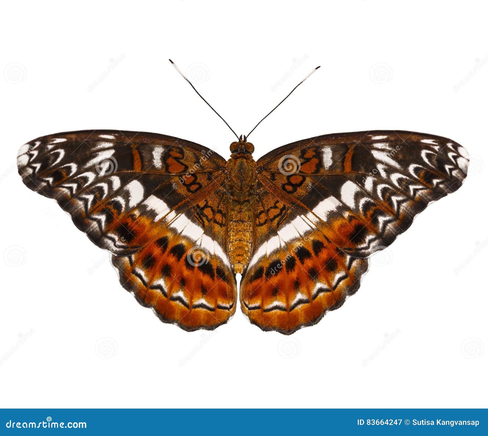 Isolated Top View of the Commander Butterfly Moduza Procris Stock Image ... Isolated Top View of the Commander Butterfly Moduza Procris Stock Image ...