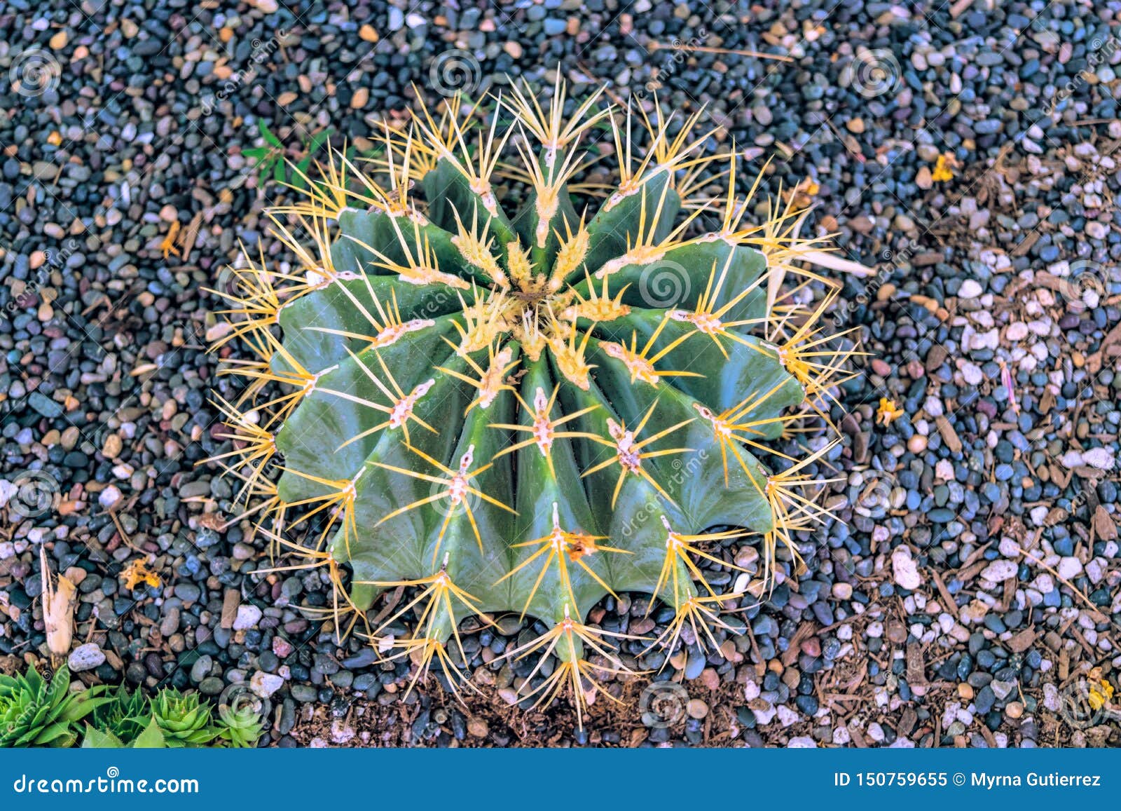 Top View of Cactus on Pebbles Stock Image - Image of pebbles, cacti ...