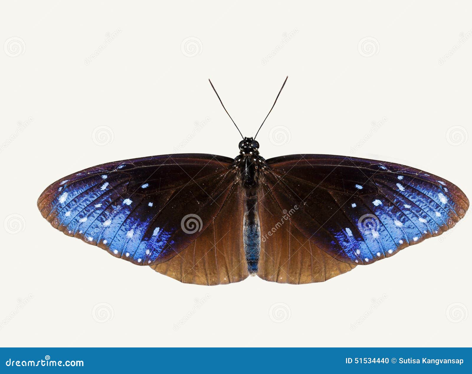 Isolated Top View of Striped Blue Crow Butterfly Stock Photo - Image of ...