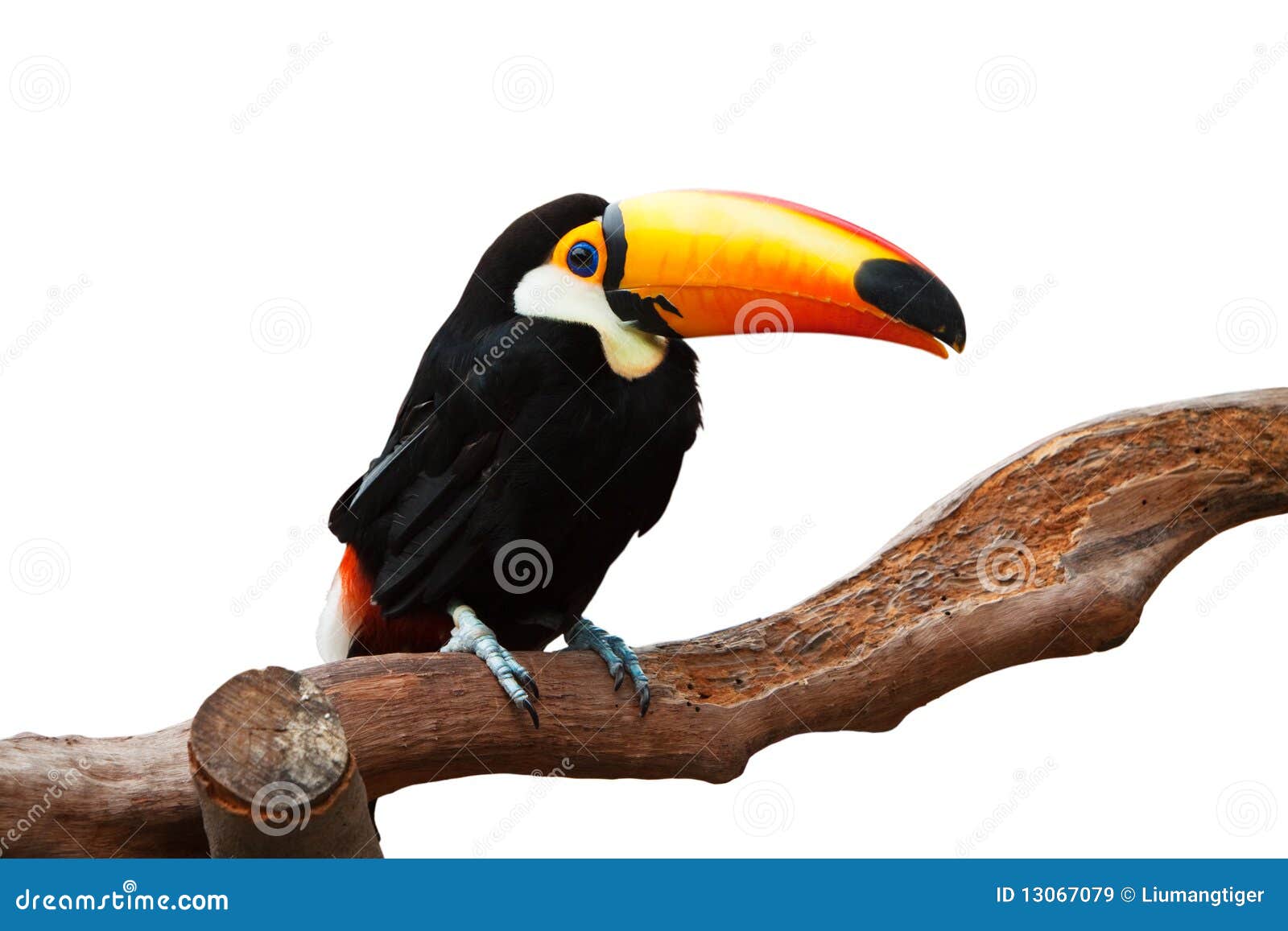 ISOLATED TOUCAN stock image. Image of jaws, claw, large - 13067079