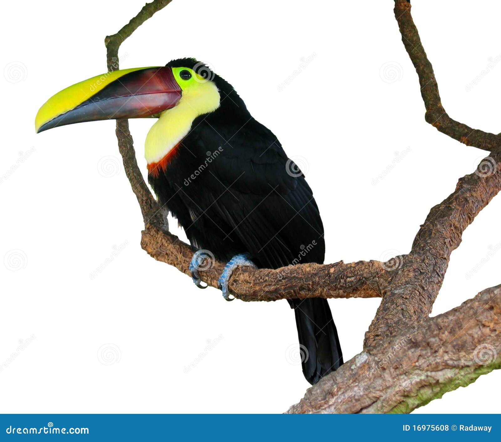Isolated Toucan on a tree stock photo. Image of background - 16975608