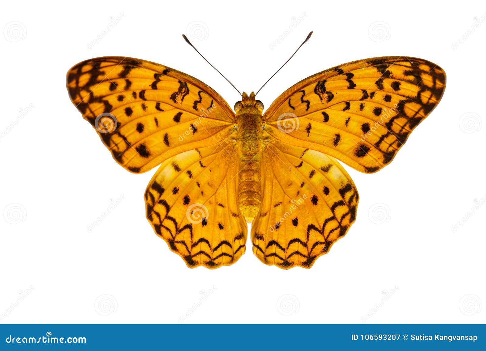 Common Leopard Butterfly ( Phalanta ) Isolated on White Stock Image ...
