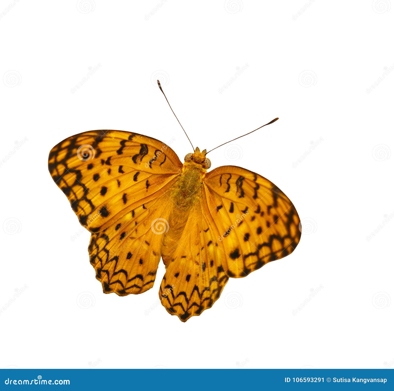 Common Leopard Butterfly ( Phalanta ) Isolated on White Stock Image ...