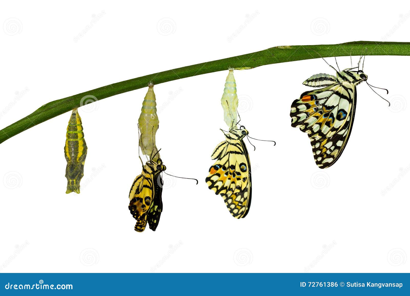 Isolated Transformation Of Common Tiger Butterfly Emerging From Stock ...