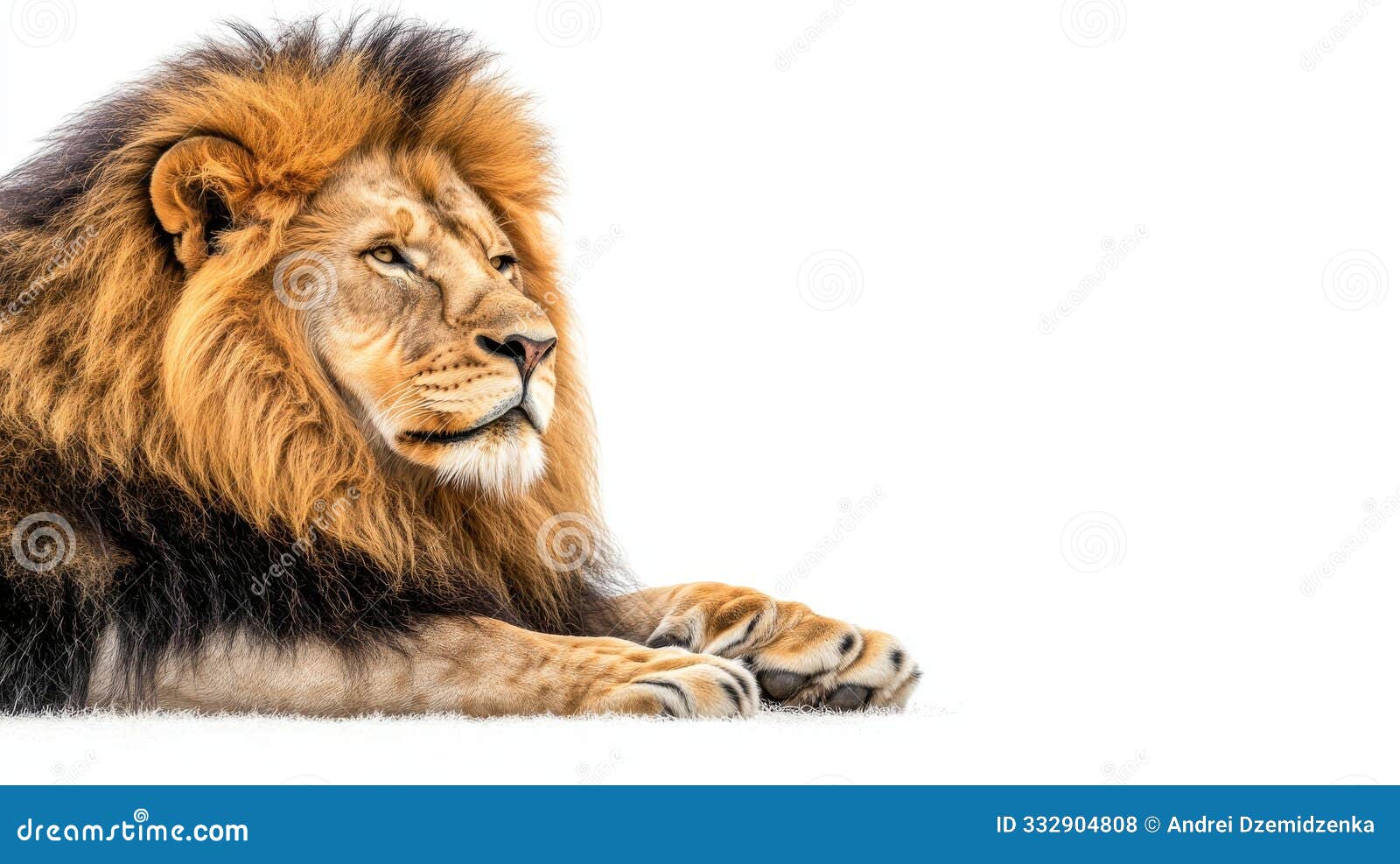 Isolated on Transparent Background, a King Lion Panthera Leo is Looking ...