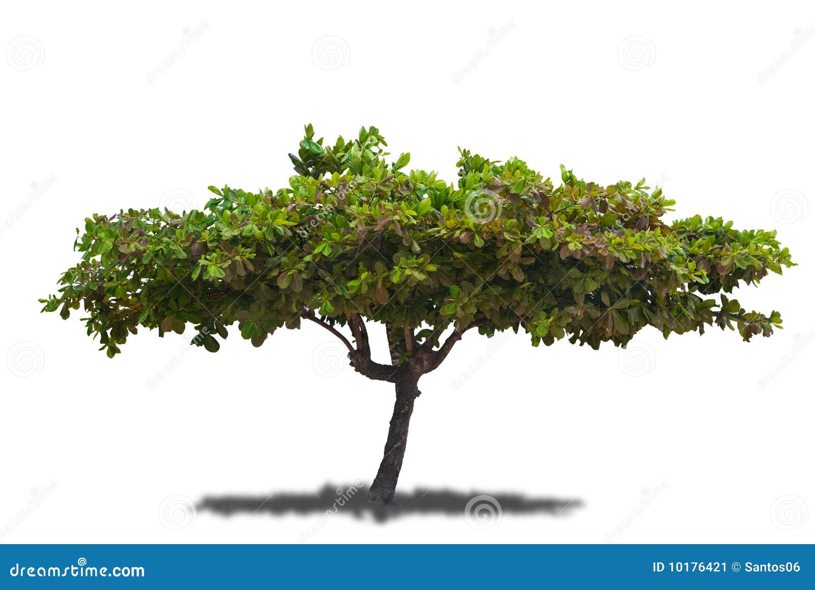 Isolated tree stock image. Image of environment, green - 10176421