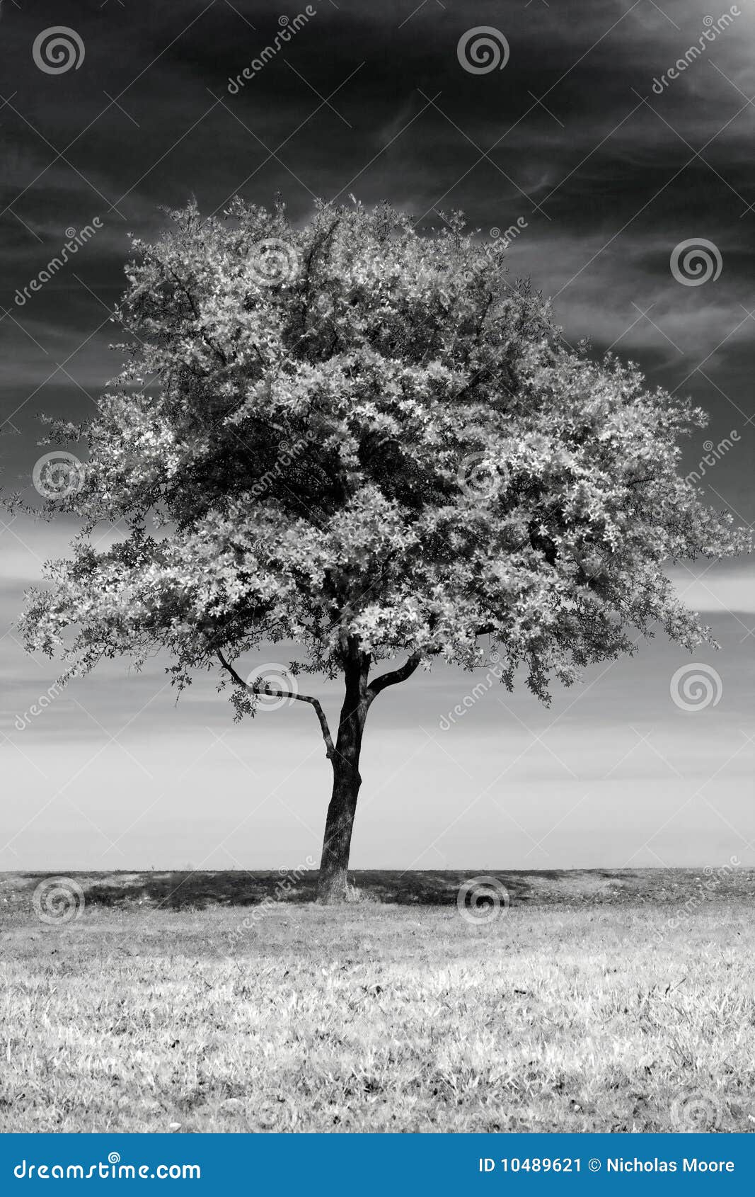 Isolated tree stock image. Image of trunk, lonely, leaves - 10489621